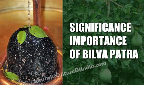 Significance And Importance Of Bilva Patra Sanskriti Hinduism And Indian Culture Website