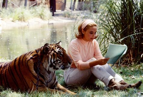 6 Things You Never Knew About Daktari The 1966 Adventure Series