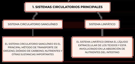 El Sistema Circulatorio Mapa Conceptual Y Resúmen Algor Cards