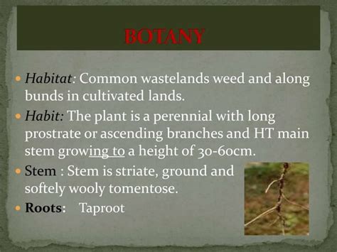 Amranthus Viridis Org Ppt Pptx Gardening Home And Garden