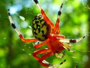 Garden Orb Weaver Ohio Fasci Garden