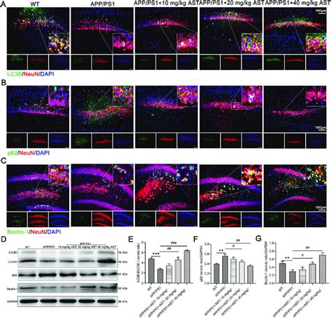 Ast Activated Autophagy Initiation In Hippocampal Neurons Of Appps1