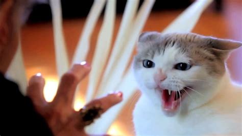 “chainsaw Kitty” Is The Hilarious Must See Music Video For The