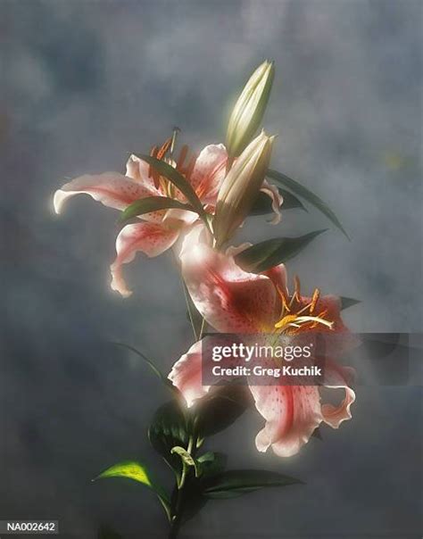 Illi Love Photos And Premium High Res Pictures Getty Images