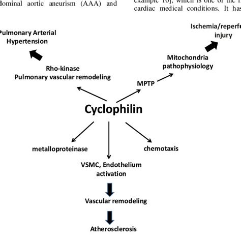 Scheme Summarizing Cyclophilin Implication In Different Cardiovascular Download Scientific