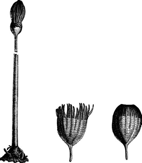 The First Animals Echinoderms Crinoids Vintage Engraving 34498413