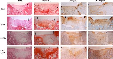 Histological Staining And Immunostaining Of The Tissue Sections