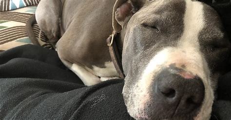 Puppersitting The Sweetest Pibble Album On Imgur