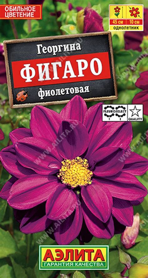 Купить семена Георгина Фигаро фиолетовая махровая в магазине Первые ...