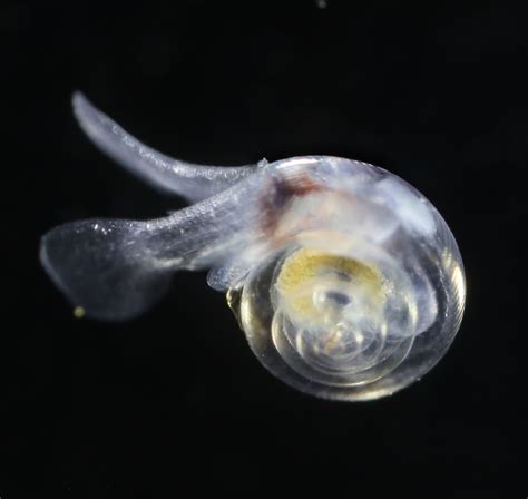Ocean Acidity Dissolving Tiny Snails Protective Shell Noaa
