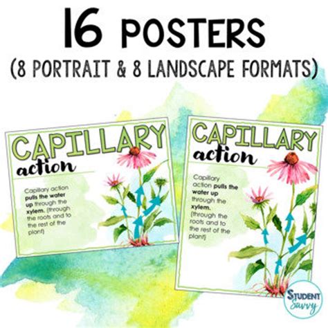 Photosynthesis Posters Earth Science Classroom Decor Parts Of A