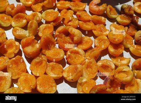 Homemade Apricot Drying Process Fruit Drying Process In Summer Drying Fruit In The Sun Stock