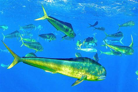 Coryphaena Hippurus Monaco Nature Encyclopedia