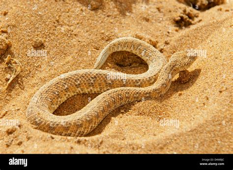 Sahara Desert Snakes Striking