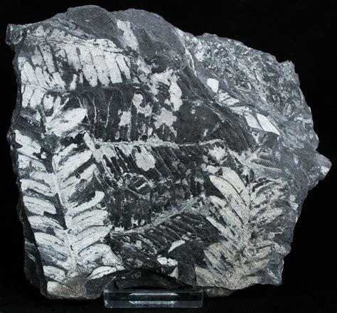 Fossil Seed Fern Plate Pennsylvania 2302 For Sale