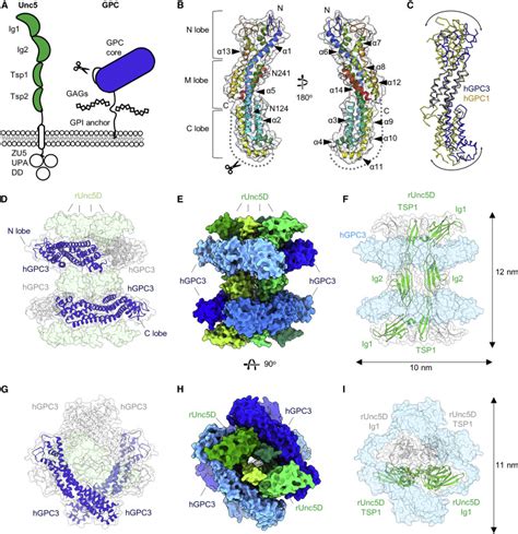 Gpc3 Unc5 Receptor Complex Structure And Role In Cell Migration Cell