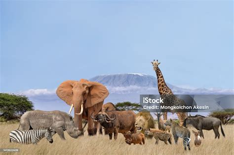 Group Of African Safari Animals Stand Together In Savanna With