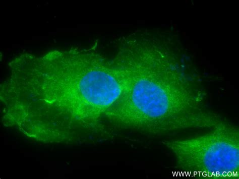 Synaptotagmin 1 Antibody 83637 4 Rr Proteintech