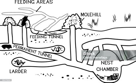 Coloring Page Scheme Of Structure Of Underground Mole Tunnels With