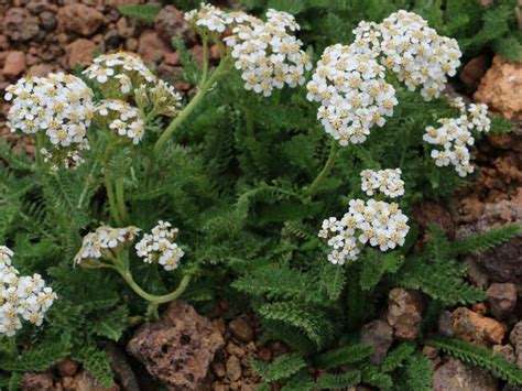 How To Grow And Care For A Yarrow Achillea Millefolium World Of