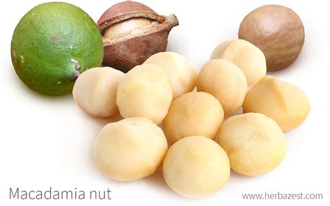 Macadamia Nuts Herbazest