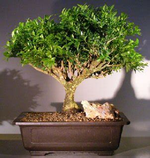 Japanese Kingsville Boxwood Bonsai Treebuxus Microphylla Compacta