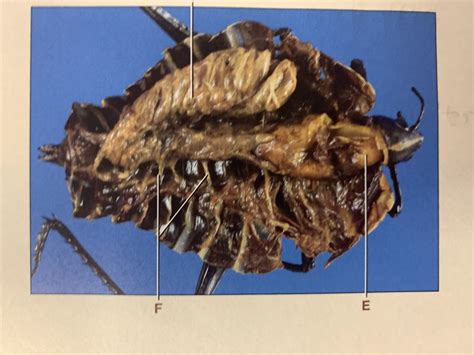 Grasshoper Dissection Diagram Quizlet