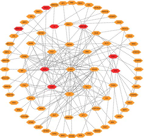 Construction Of Hub Genes And Tfs Regulation Networks About Photoperiod