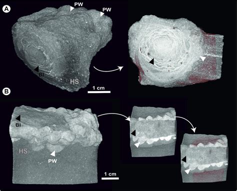 Frontiers The Puzzling Influence Of Ophiomorpha Trace Fossil On