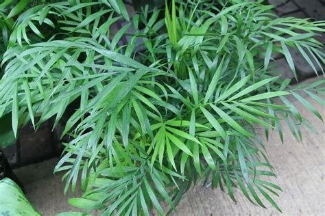 Plantas Que No Necesitan Luz