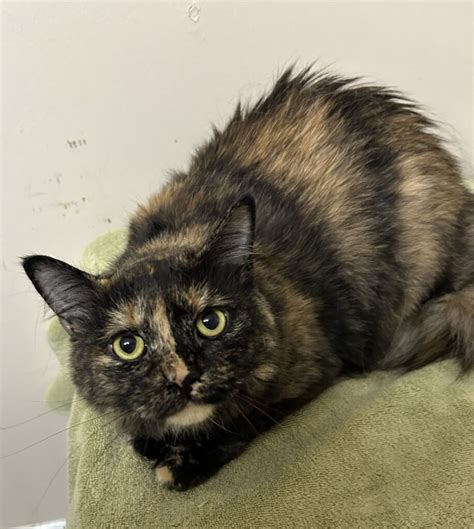 Mila Kitty Connection