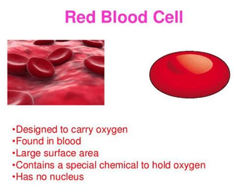 RBCs Vs WBCs Difference And Functions