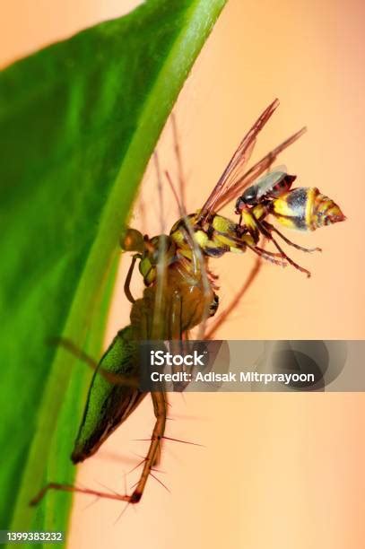 Labalaba Berburu Serangga Untuk Makanan Di Daun Foto Stok Unduh Gambar Sekarang Alam