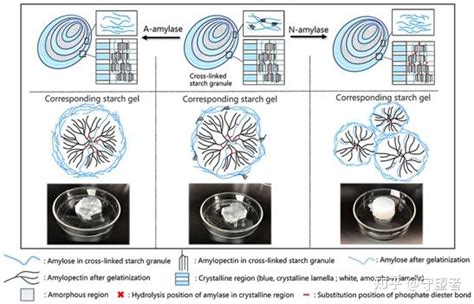 Food Hydrocolloids：不同α 淀粉酶对交联木薯淀粉的影响及凝胶改善机理 知乎