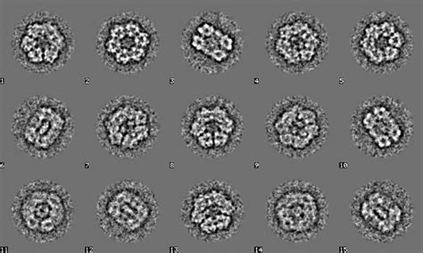 15 Class Averages Of Unaligned Particles Alignment By Download Scientific Diagram