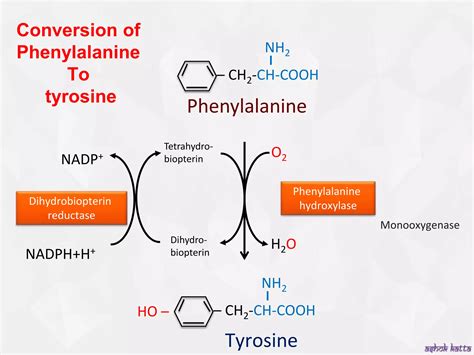 Metabolism Of Phenylalanine And Tyrosine Ppsx