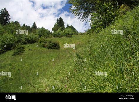 Switzerland Europe Canton Bern Bernese Oberland Alpine Meadow
