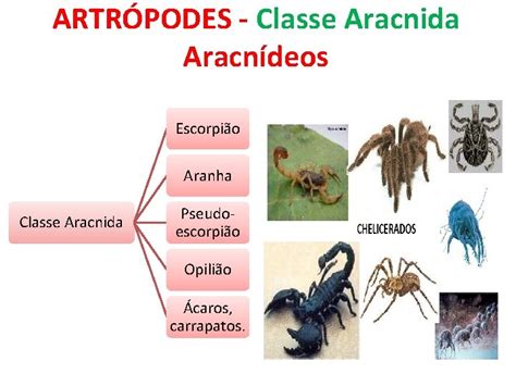 Artrpodes Artrpodes Classe Aracnida Aracndeos Escorpio Aranha Classe