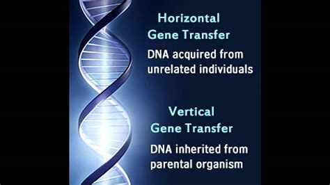 Vertical Vs Lateral Horizontal Gene Transfer At Kenton Williams Blog