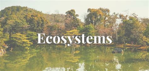 Ecosystem Structure Functions And Components Rajras Ras Exam