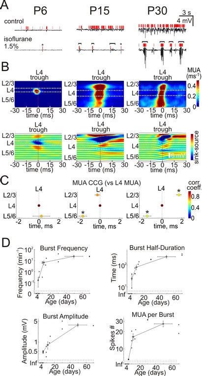 Developmental Emergence Of The Burst Suppression Pattern A Example