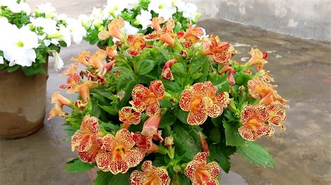 Mimulus Seeds F1 Mix Color Pack Of 20 Seeds Imported Mimulus Seeds F1