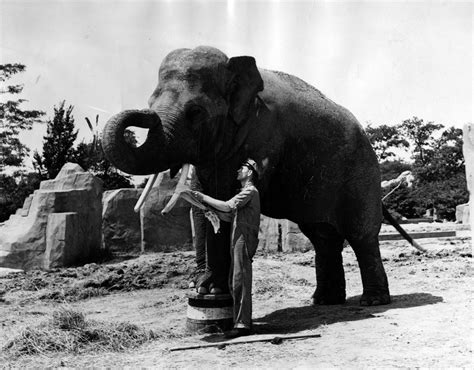 Saving Ziggy The Elephant Chicago Tribune