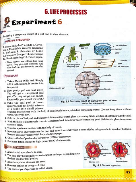 Class 10 Biology Practicals Pdf Stoma Seed
