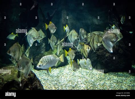 Basin With Species Of African Sunfish Monodactylus Sebae Silver