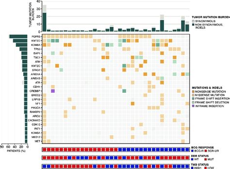 Mutational Landscape Of High Grade Nmibc Top To The Bottom Tumor Download Scientific Diagram