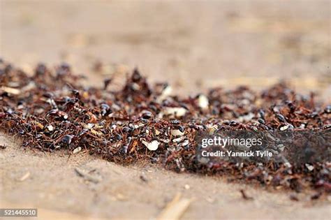 Most Dangerous Ants Photos And Premium High Res Pictures Getty Images