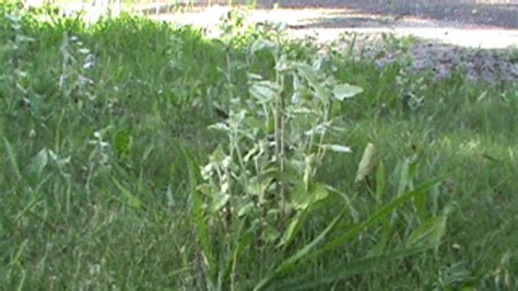 L Trees Crush With Her Sandals French Feet Clips4sale