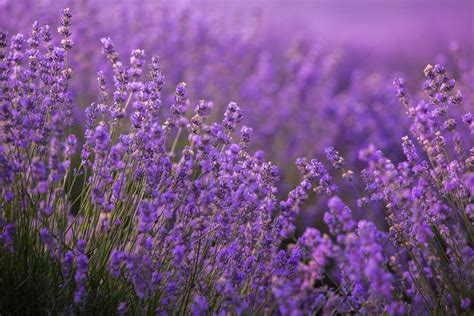 Lavender Life Cycle In Your Garden The Full Guide