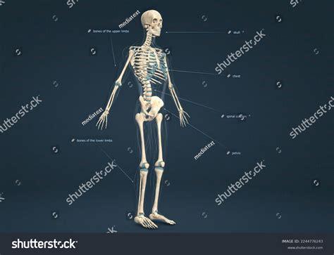 Human Skeleton Internal Skeleton That Serves Stock Illustration